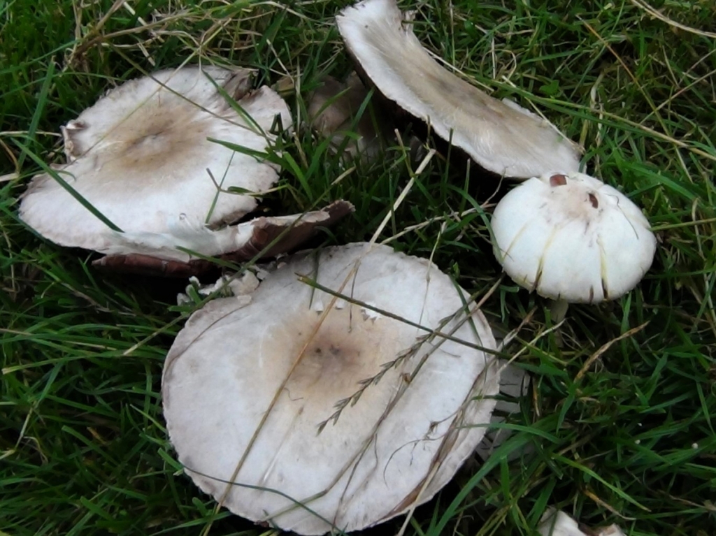 Yellow Stainer - Wild Food UK