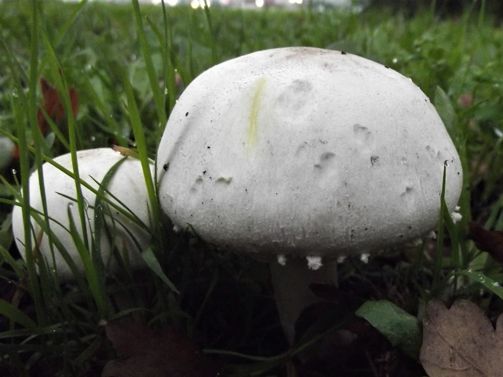 Yellow Stainer - Wild Food UK