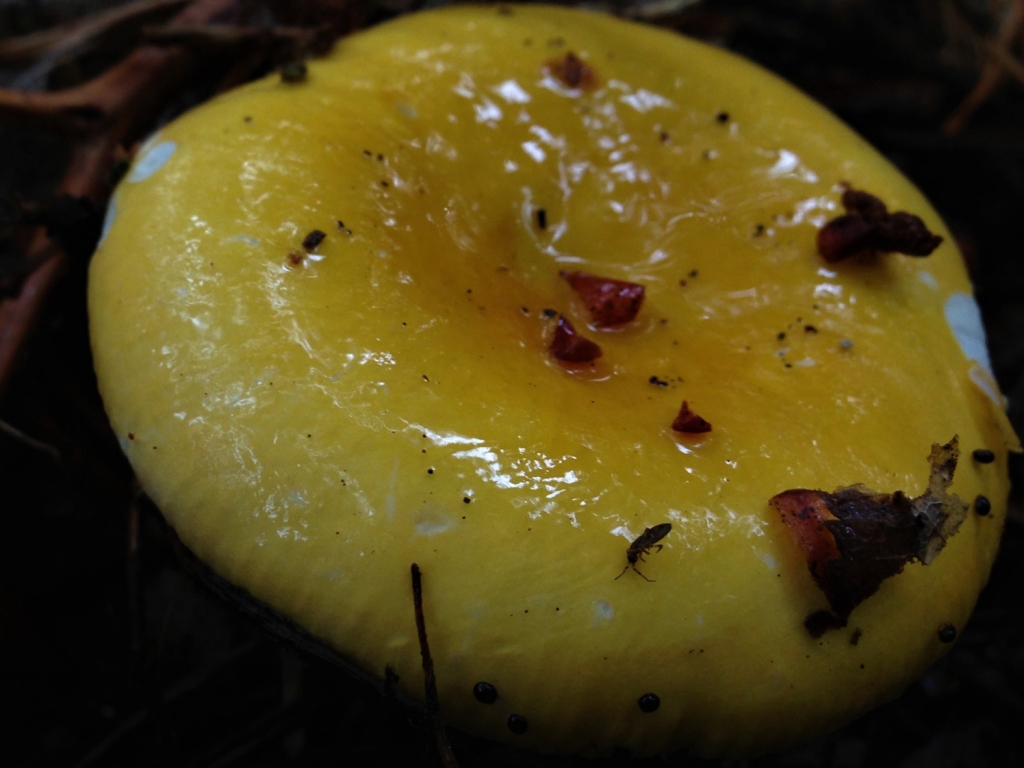 Yellow Swamp Brittlegill - Wild Food UK