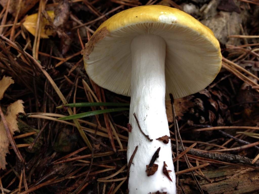 Yellow Swamp Brittlegill - Wild Food UK