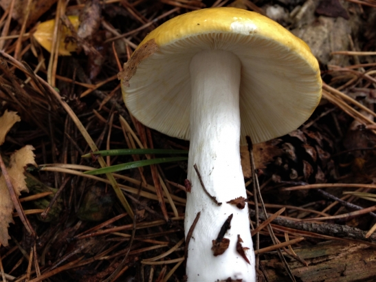 Yellow Swamp Brittlegill - Wild Food UK