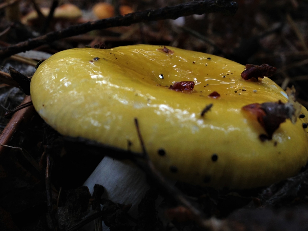 Yellow Swamp Brittlegill - Wild Food UK