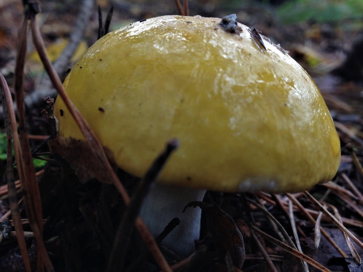 Yellow Swamp Brittlegill - Wild Food UK