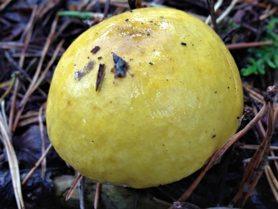 Yellow Swamp Brittlegill - Wild Food UK