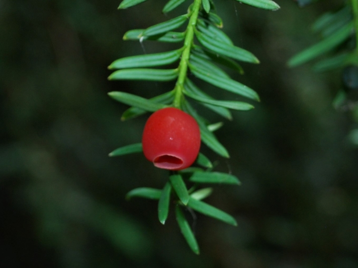 Yew Tree - Wild Food UK