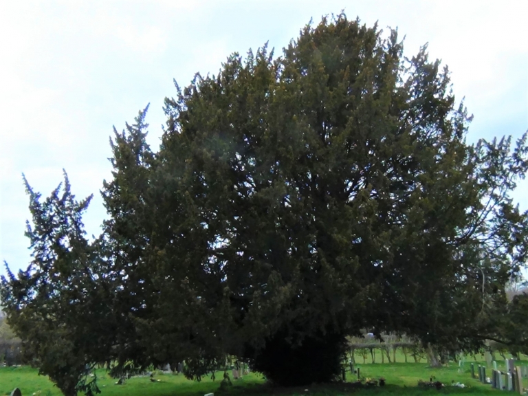 Yew Tree - Wild Food UK