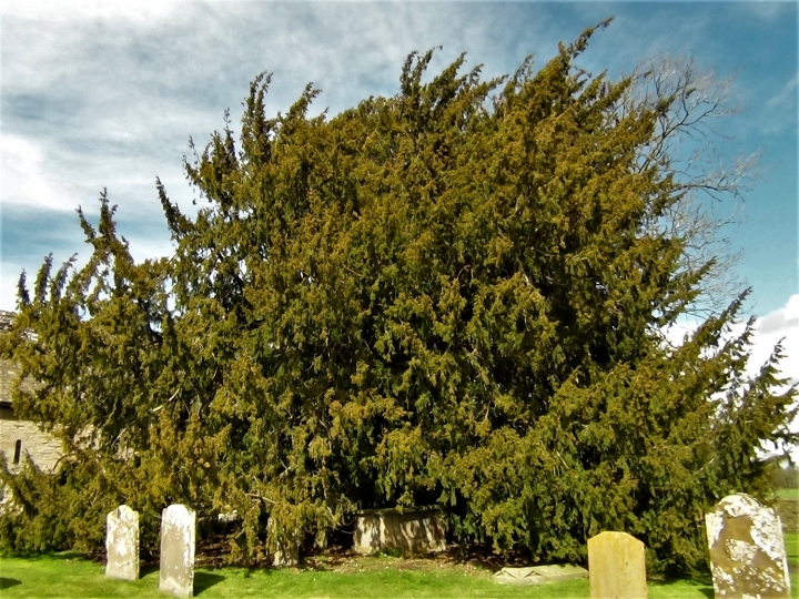 Yew Tree - Wild Food UK