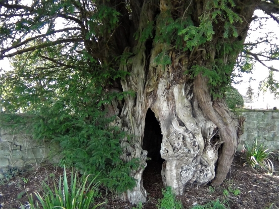 Yew Tree - Wild Food UK