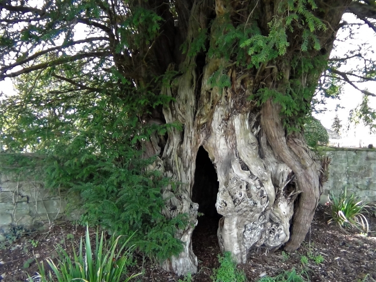 Yew Tree - Wild Food UK