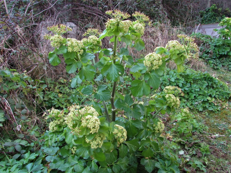 Alexanders - Wild Food UK