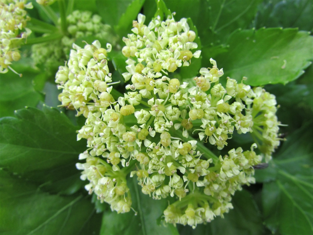 Alexanders - Wild Food UK