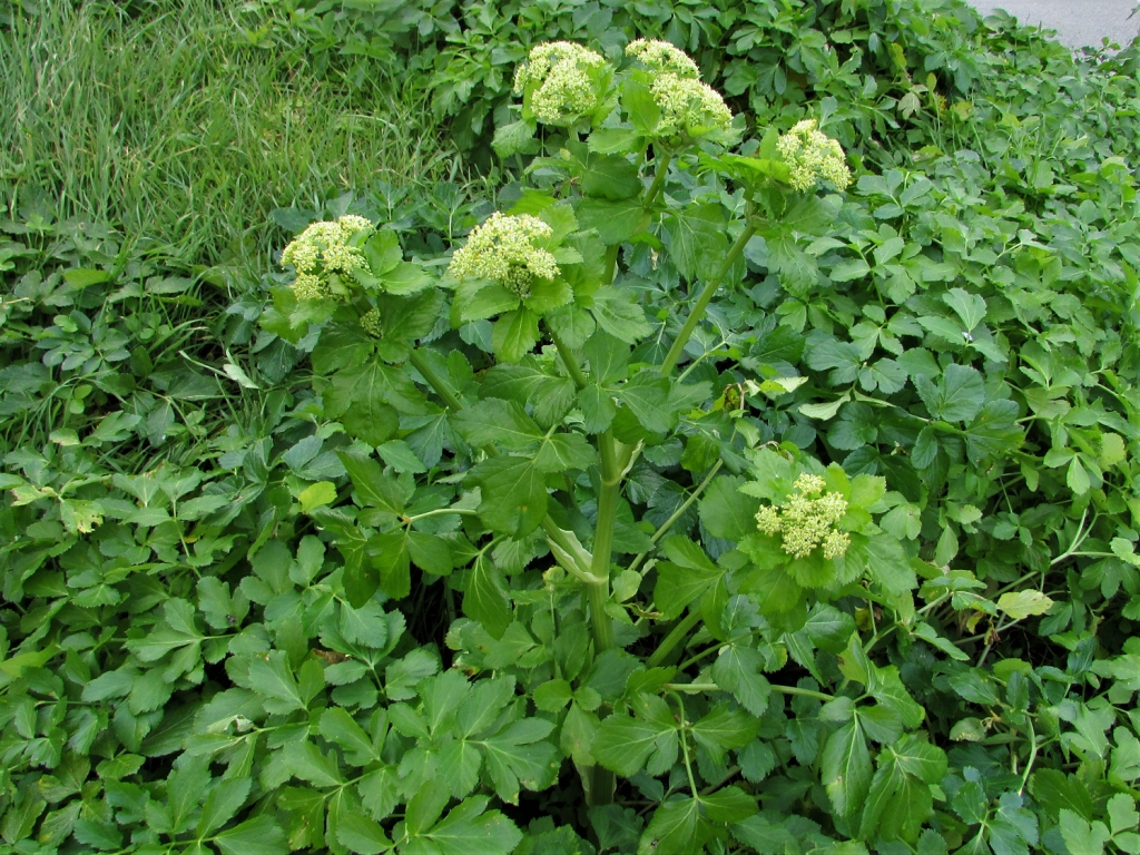 Alexanders, Horse Parsley, Smyrnium olusatrum