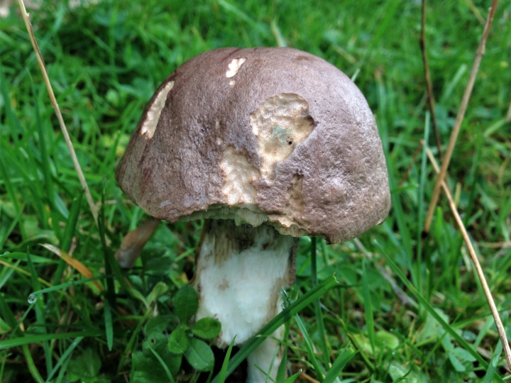 Brown Birch Bolete