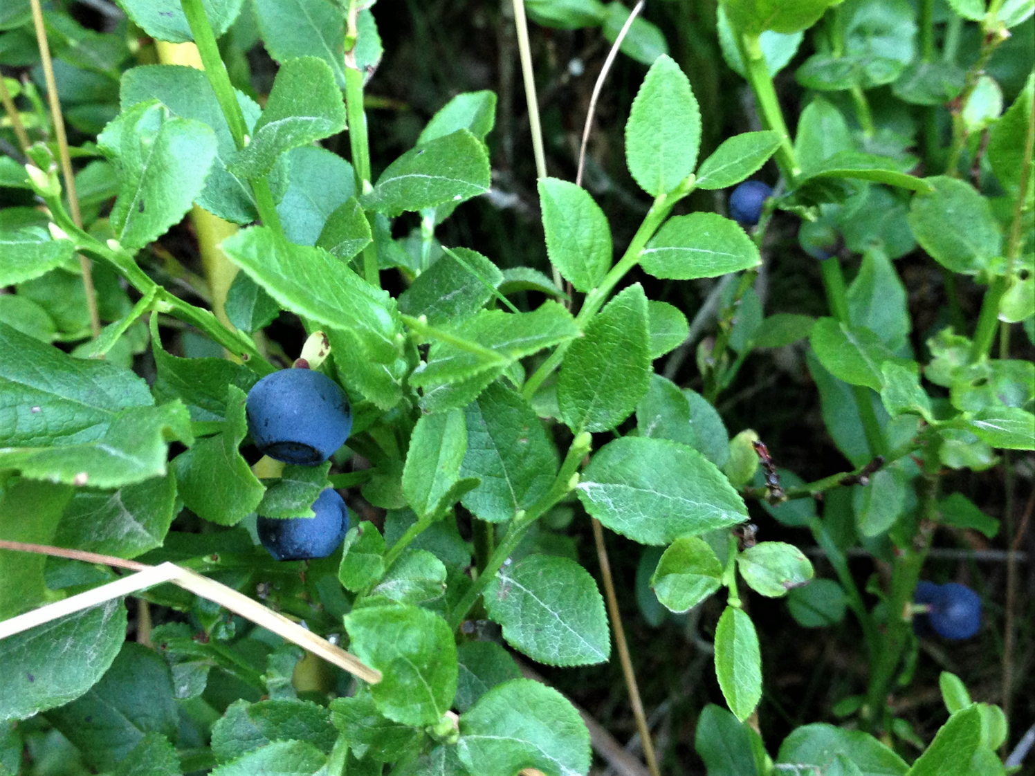 Bilberry, Blaeberry, Whortleberry, Whinberry, Windberry, Myrtle Berry ...