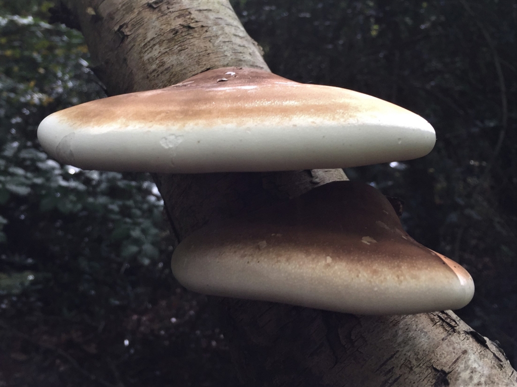 Birch Polypore - Wild Food UK
