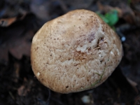 Blushing Wood Mushroom