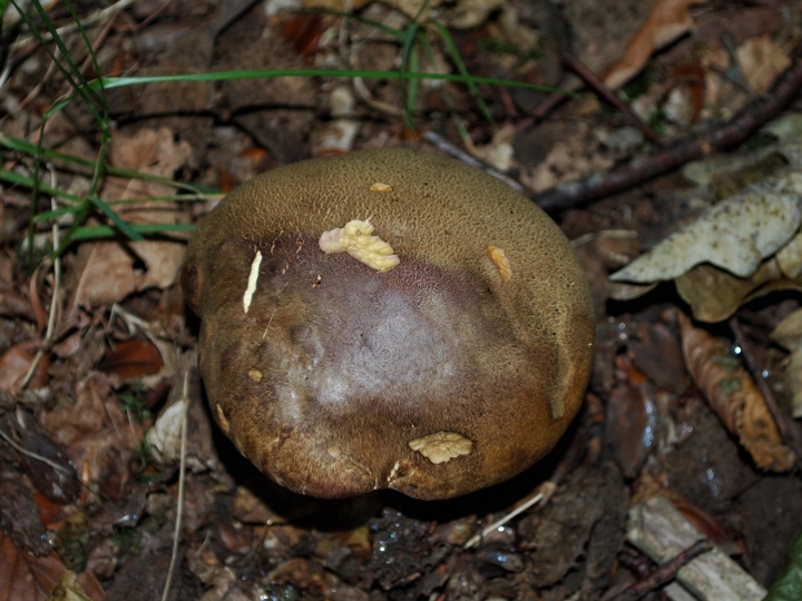 Butter Bolete