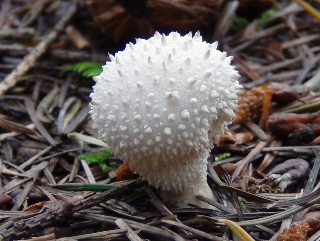 Common Puffball