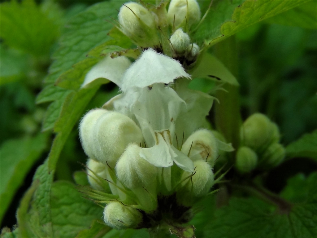 Dead Nettles - Wild Food UK