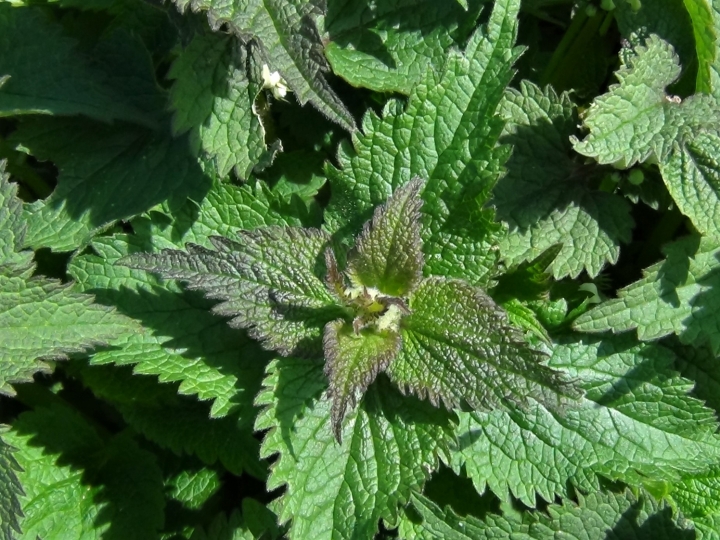 Dead Nettles - Wild Food UK