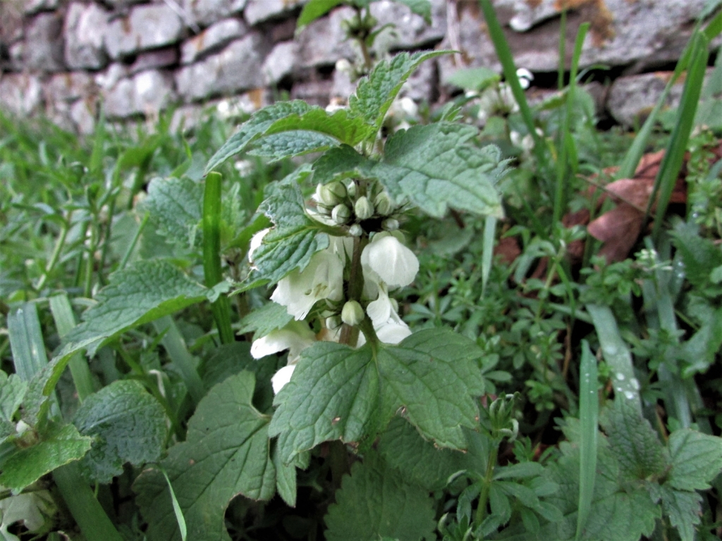 Dead Nettles - Wild Food UK