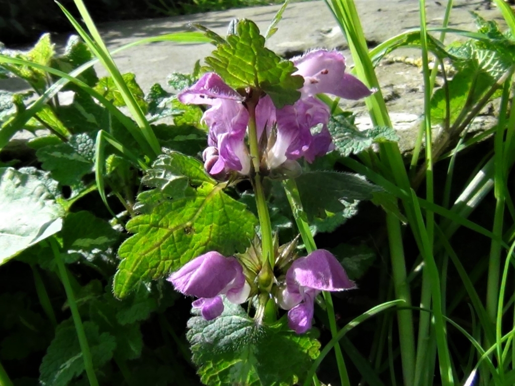 Dead Nettles - Wild Food UK