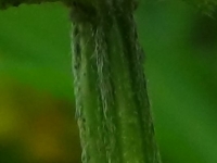 Dead Nettles - Wild Food UK