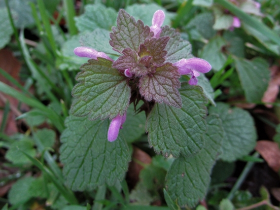 Dead Nettles - Wild Food UK