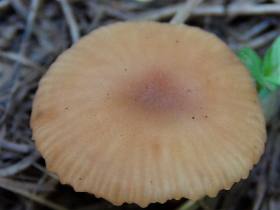 The Deceiver - Wild Food UK