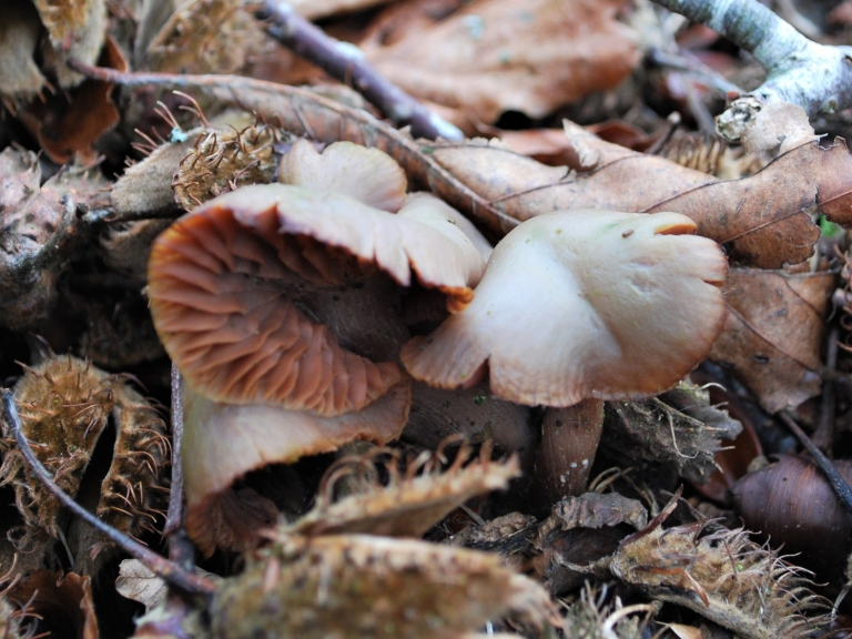 The Deceiver - Wild Food UK