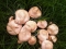 Fairy Ring Champignons