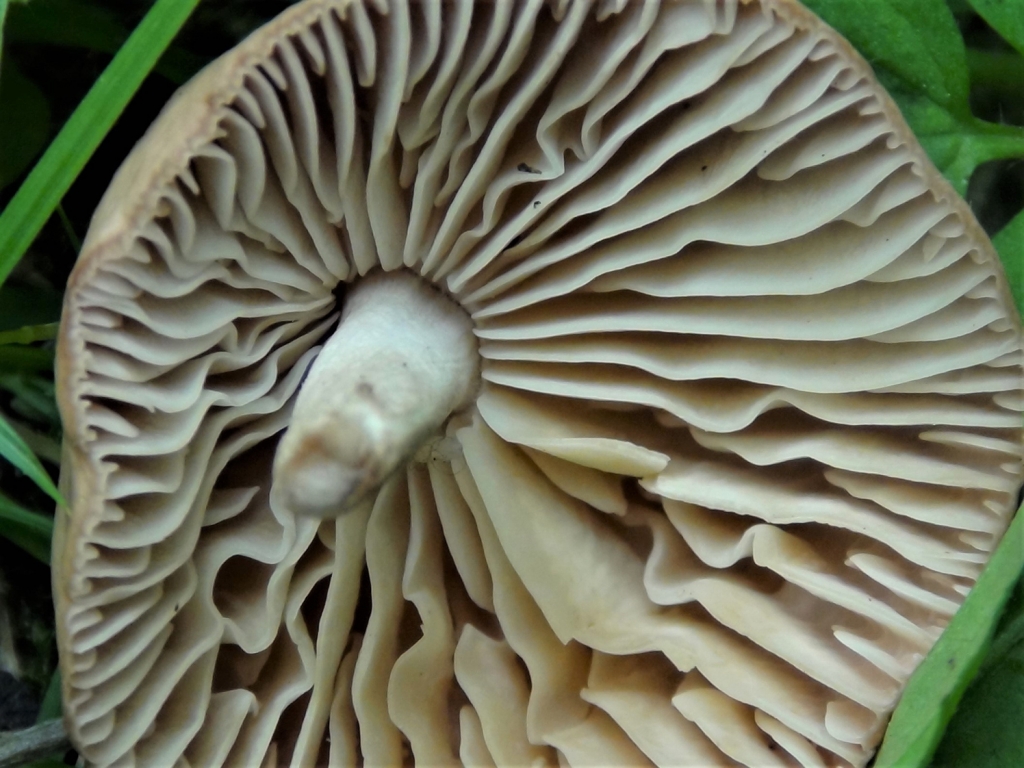 Fairy Ring Champignons