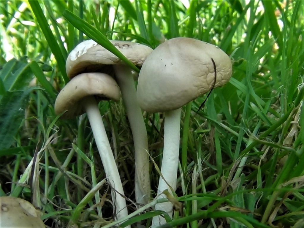 Fairy Ring Champignons
