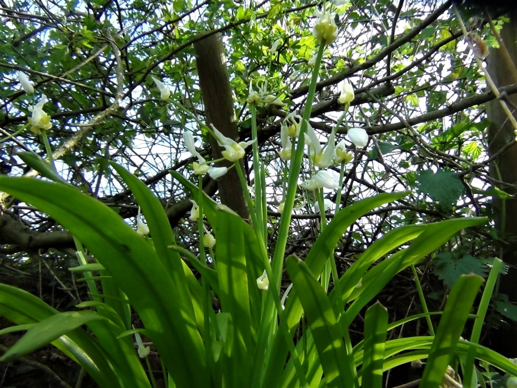 Few-Flowered Garlic - Wild Food UK