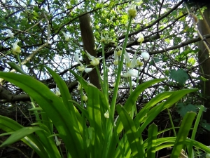 Few-Flowered Garlic - Wild Food UK