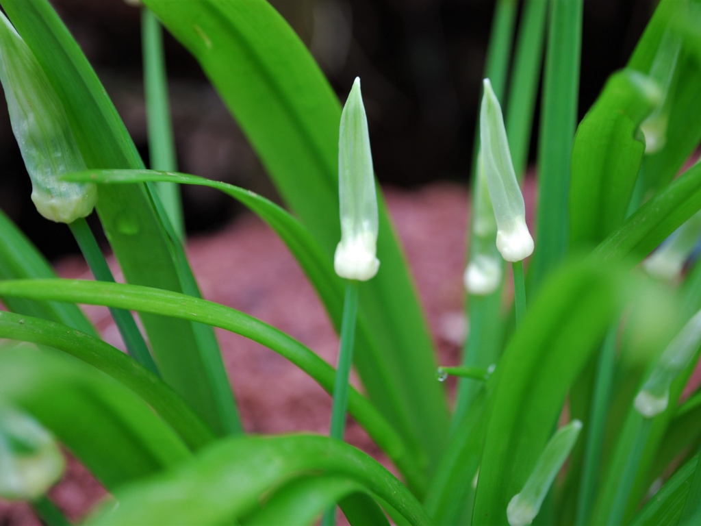 Few-Flowered Garlic - Wild Food UK