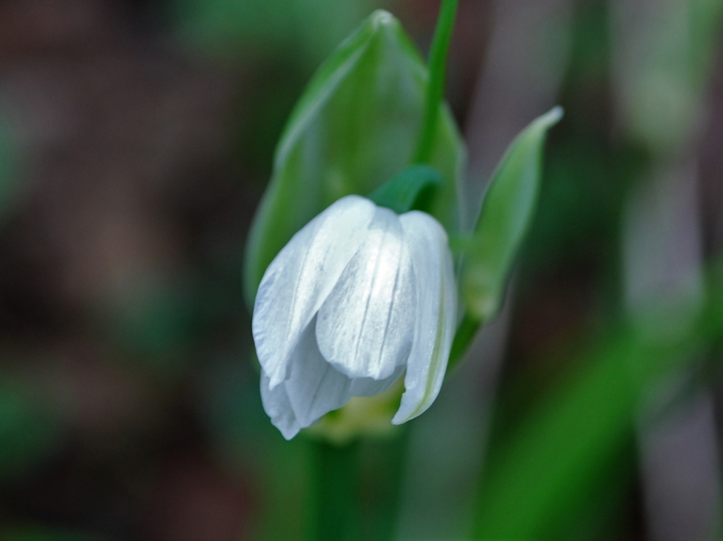 Few-Flowered Garlic - Wild Food UK