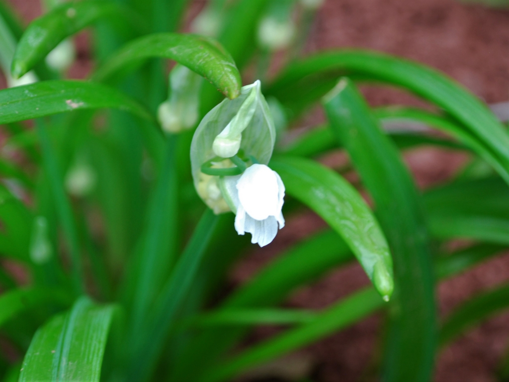 Few-Flowered Garlic - Wild Food UK