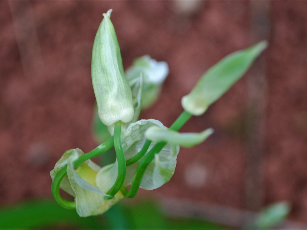 Few-Flowered Garlic - Wild Food UK