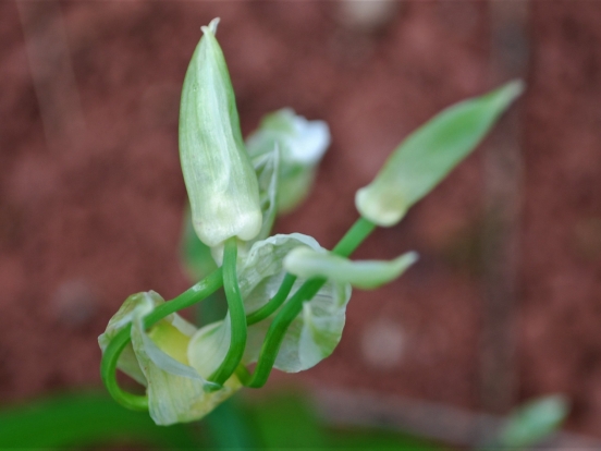 Few-Flowered Garlic - Wild Food UK