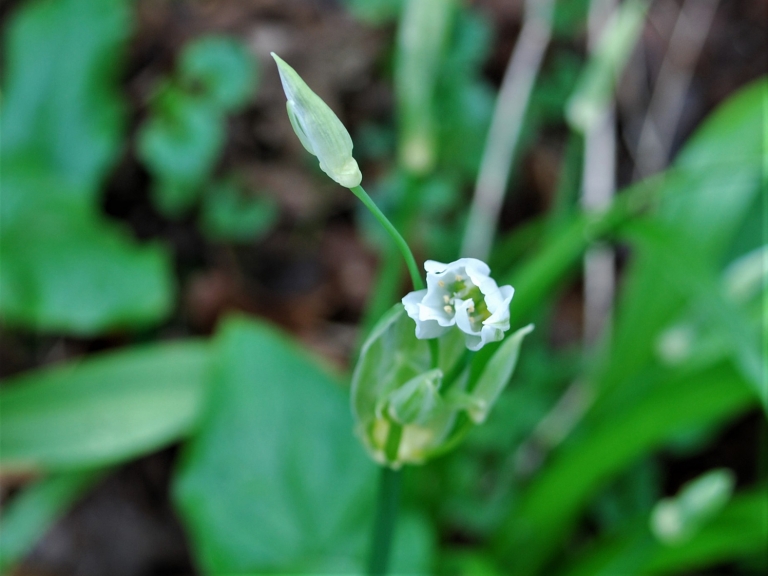 Few-Flowered Garlic - Wild Food UK