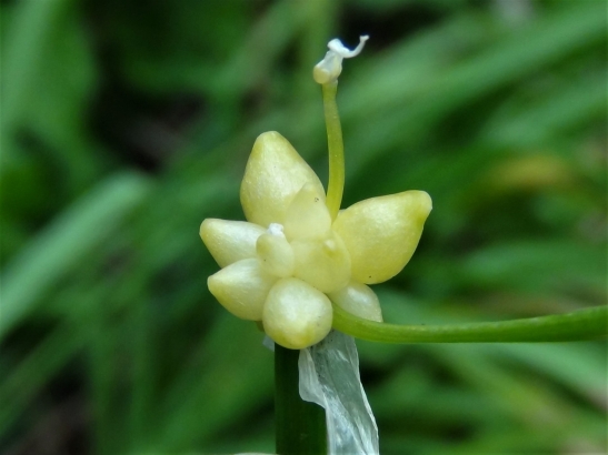 Few-Flowered Garlic - Wild Food UK