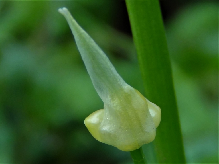 Few-Flowered Garlic