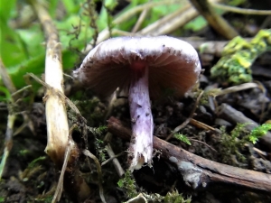 Lilac Fibrecap