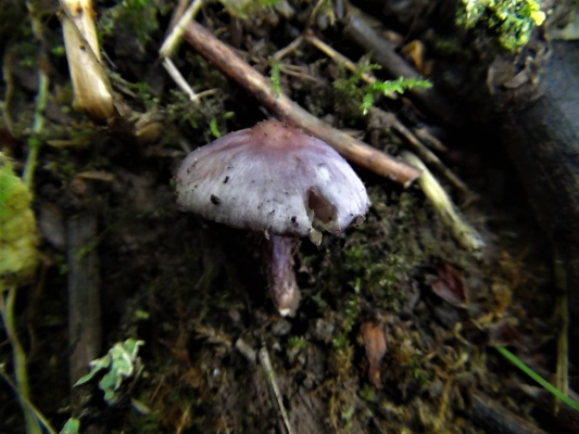 Lilac Fibrecap