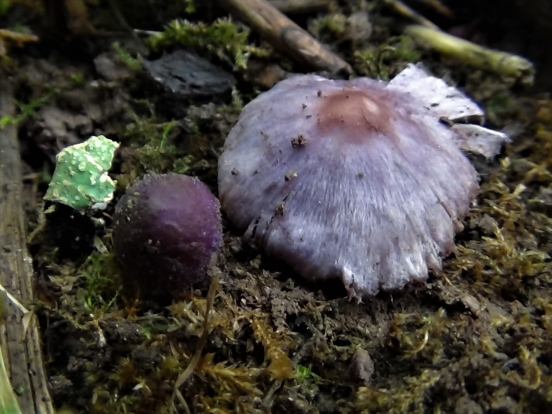 Lilac Fibrecap