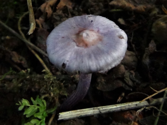 Lilac Fibrecap