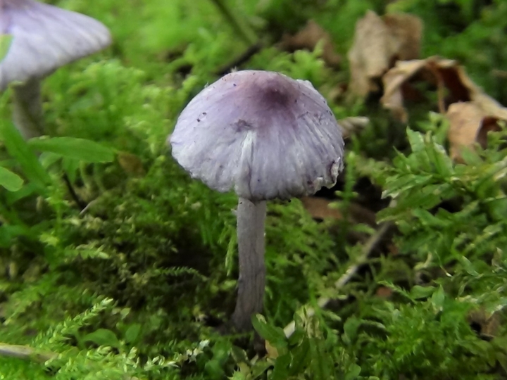 Lilac Fibrecap