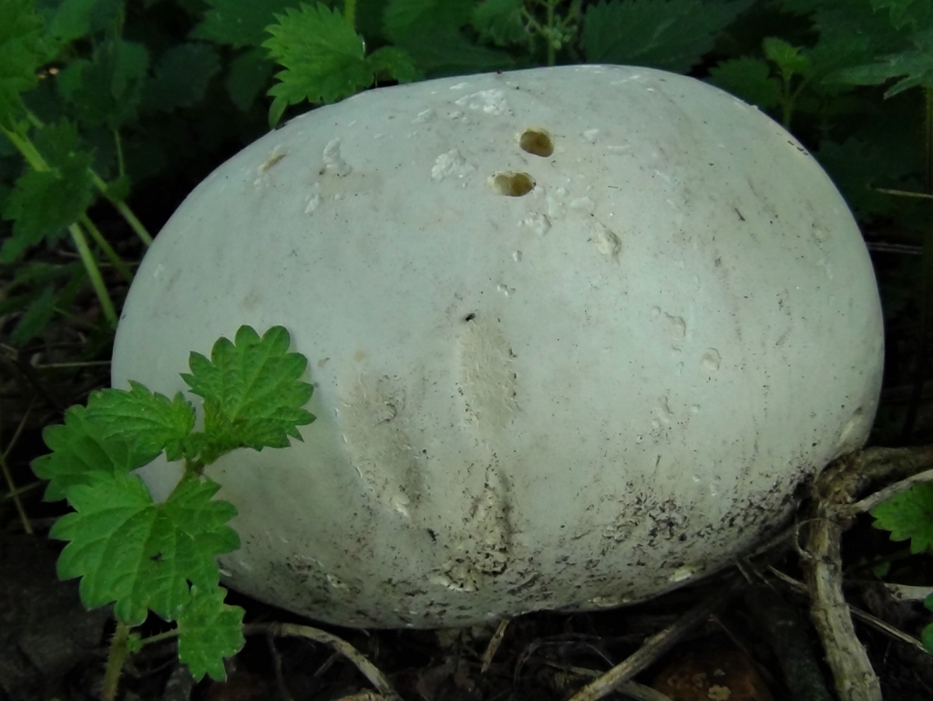 Giant Puffball - Wild Food UK