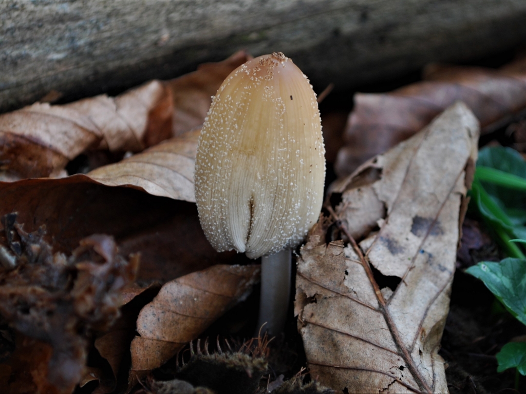 Glistening Inkcap - Wild Food UK
